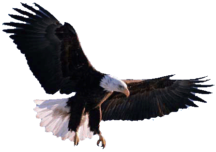 Bald Eagle Screensavers Animated